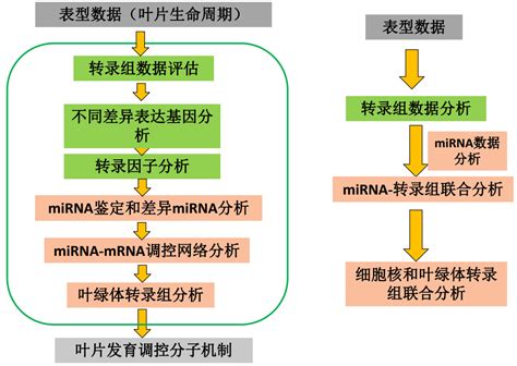 2020828丨转录组、全转录组方案设计和案例解析转录组学实验设计 Csdn博客