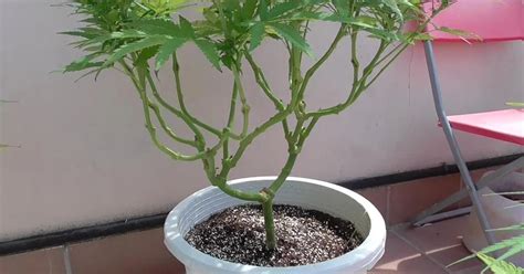 How To Lollipop Cannabis Plants And Defoliate Paradise Seeds