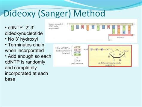 Dna Sequencing Methods Ppt