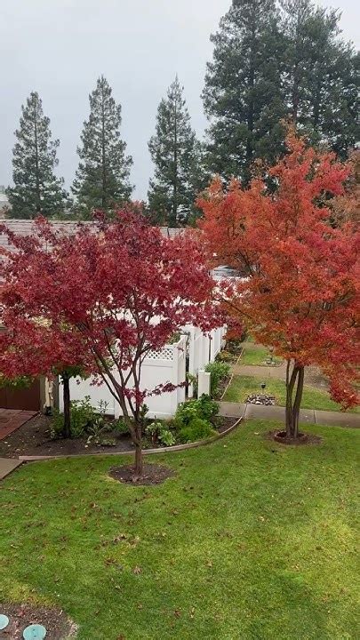 Дождливое утро ☔️ 🍁 🍃 🍂 Youtube