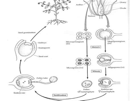 Plant Embryo Development