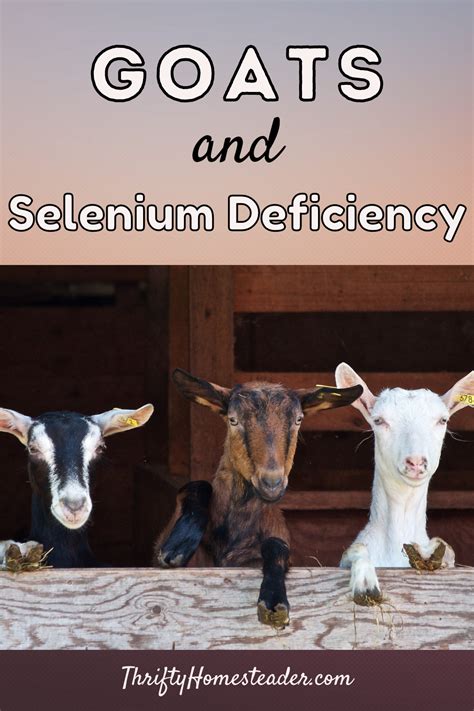 Respiratory Conditions In Goats Artofit