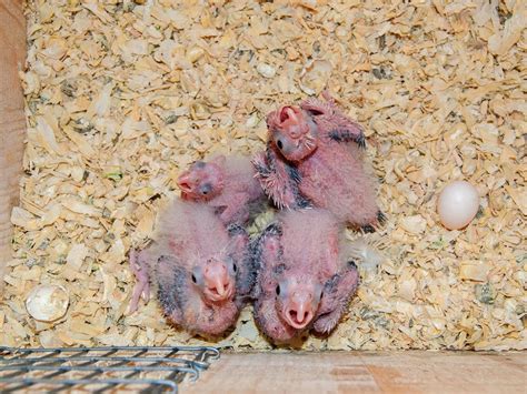 Cockatiel Nesting Behavior Eggs Faqs Birdfact