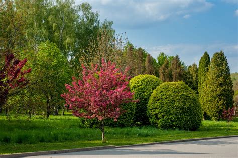 Choose The Right Trees For Cumberland County Yard
