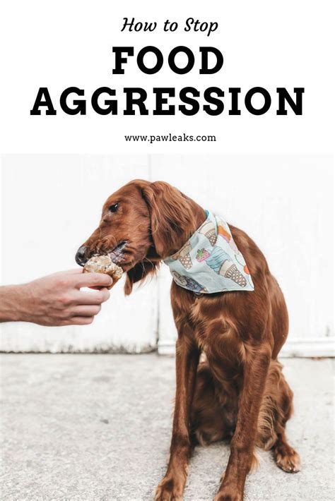 How To Stop Food Aggression In Dogs Healthy Dog Food Brands Free Dog