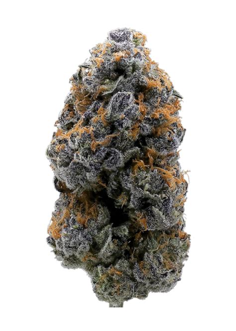 Uk Cheese Cannabis Strain Information Growdiaries