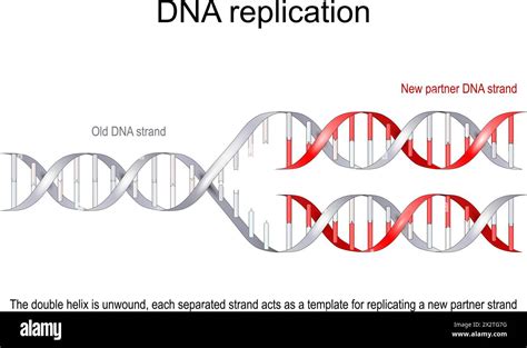 Replicating Rna Stock Vector Images Alamy