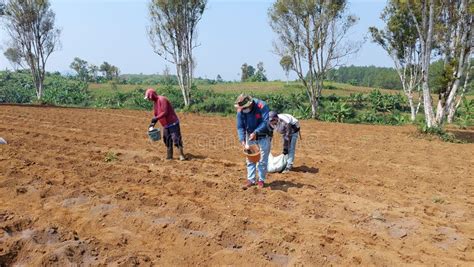 West Java Indonesia July 20 2021 Some Workers Apply Fertilizer To The Emprit Ginger Plant