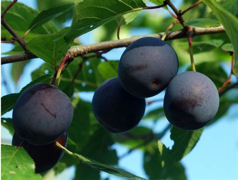 Black Ruby Plum Tree 4 5 Fruit Trees Isons Nursery And Vineyard