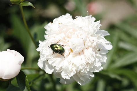 Пионы сорта и виды как выращивать ухаживать и как бороться с заболеваниями пионов