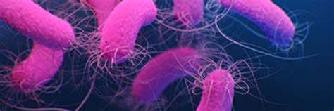 Pseudomonas Sp Forest And Ray Dentists Orthodontists Implant Surgeons