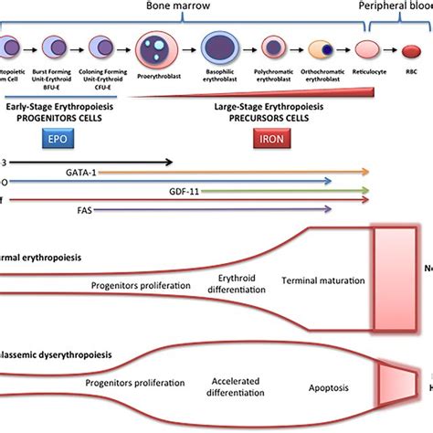 Schematic Representation Of Erythropoiesis During Erythroid