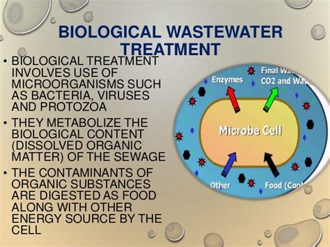 Microbes In Waste Water Treatment