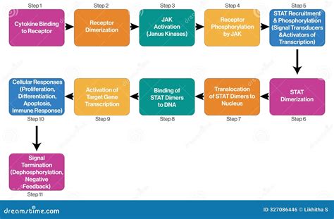 Detailed Flowchart Of Jak Stat Signaling Pathway In Molecular Biology