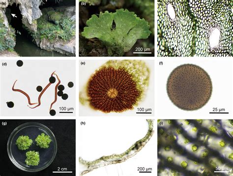 Cyathodium Cavernarum Kunze Ex Lehm A Cave Habitat With Populations
