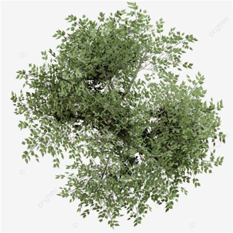 Tree Top Transparent Tree Top Tree Transparent Tree PNG Transparent