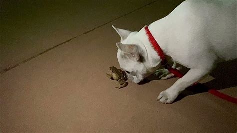 생애 첫 개구리 개구리 개구리잡기금지 Youtube