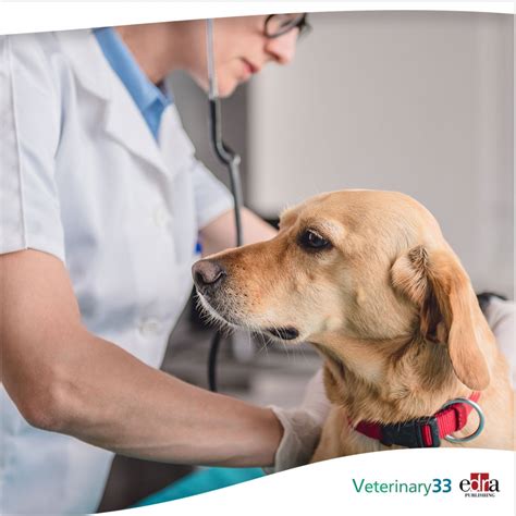 Anesthesia Of Dogs With Sepsis From Pyometra Veterinary 33