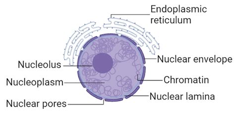 Cell Nucleus Structure And Function