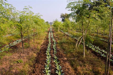Intercropping