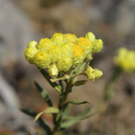 Altın Otu Helichrysum Arenarium Evrim Ağacı