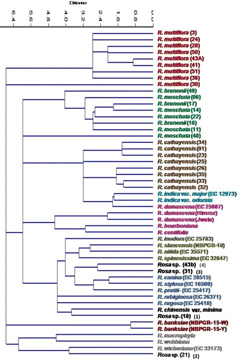 Multivariate Clustering Of Different Rose Germplasm Accessions Based On Download Scientific