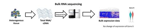 Scrna Seq 吐血整理的单细胞入门教程（从原理到代码实操）（一） Csdn博客