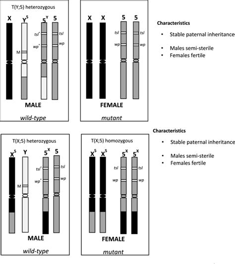 Development Of A Novel Genetic Sexing Strain Of Ceratitis Capitata Based On An X Autosome