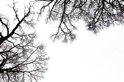 잎이 없는 참나무 가지 실루엣 흑인과 백인 흰색 배경에 천연 오크 나무 가지 어둡고 우울한 실루엣 질감이 있는 나무가 있는 숲 0명에 대한 스톡 사진 및 기타 이미지