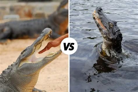 Caiman Vs Alligator Whats The Difference