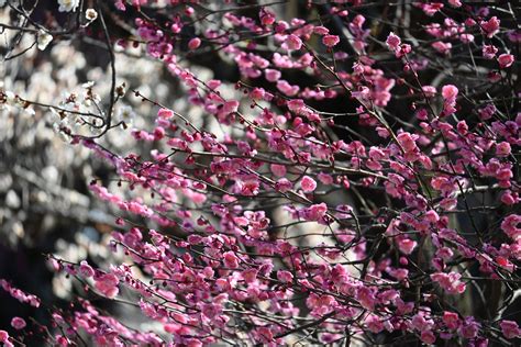 梅まつりー12 ふじわら写真館