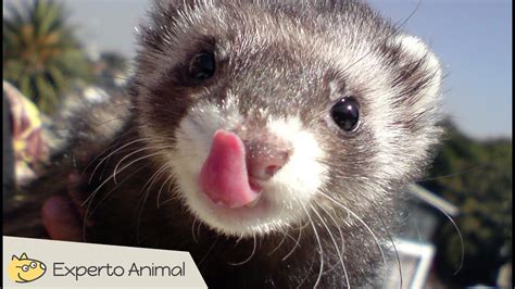 Hurones Domésticos Mascotas Exóticas Youtube