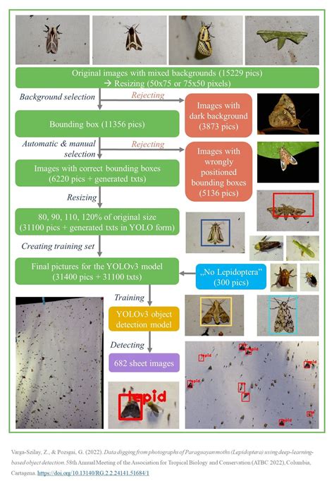 Data Digging From Photographs Of Moths Using Deep Learning Based Object Detection Zsófia Varga