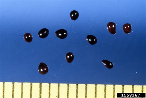 Amaranthus Retroflexus Seed