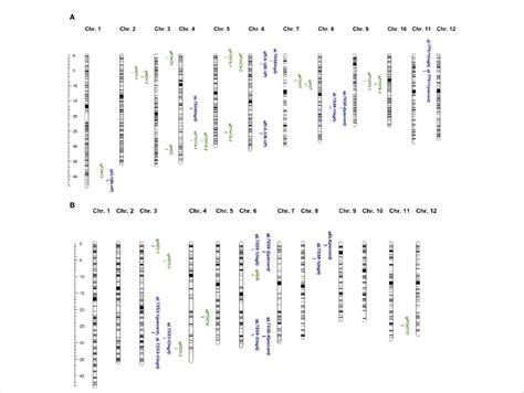 A Recombinant Inbred Line Ril Quantitative Trait Loci Qtl Map In Download Scientific
