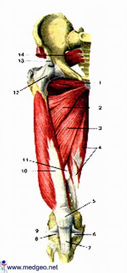 ბარძაყის კუნთები საიტი მედიკოს სტუდენტებისა და