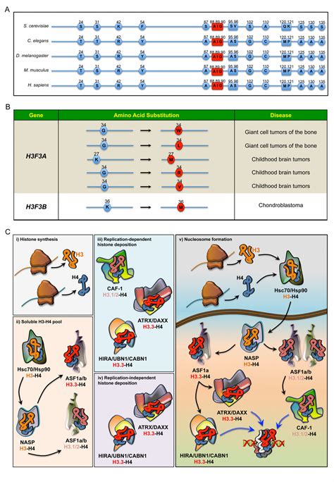 The Histone Variant H33 Claims Its Place In The Crowded Scene Of
