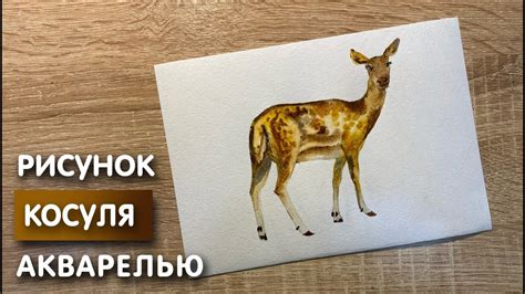 Как нарисовать косулю карандашом и акварелью начинающим Рисунок для детей Youtube