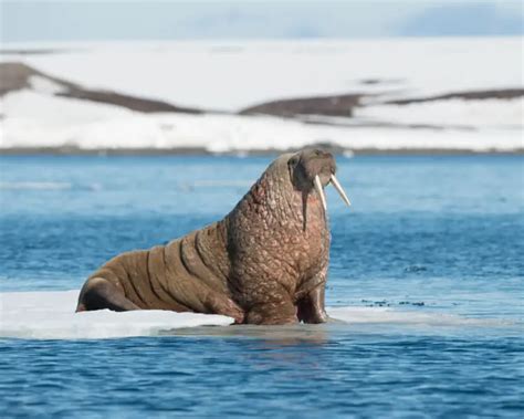 Walrus Mammals Wiki Fandom