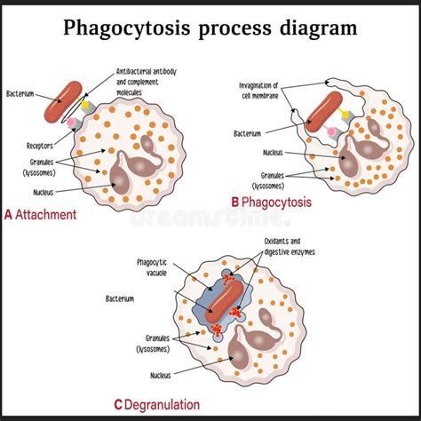 Phagocytosis Process Diagram Phagocytosis Process Vector Diagram Stock