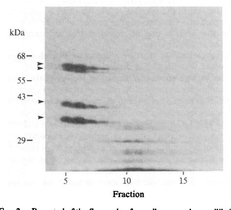 Figure 2 From Secretory S Complex Of Bacillus Subtilis Forms A Large Organized Structure When