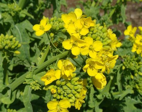 Купить Сарептская горчица оптом с доставкой по России