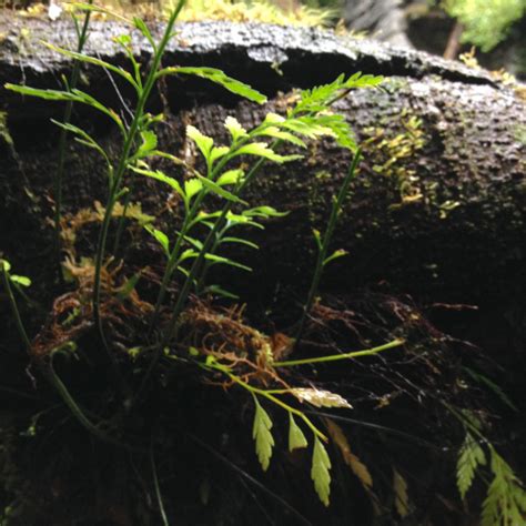 Ground Spleenwort Asplenium Appendiculatum Plant Care And How To Grow