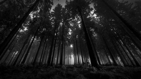 Dark Forest Desktop Backgrounds