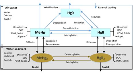 Mercury Speciation And Major Processes Modeled In Hgsm Download Scientific Diagram