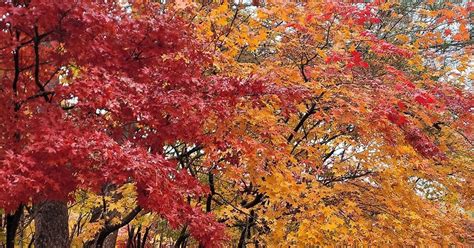 비 맞아 더 화려한 단풍