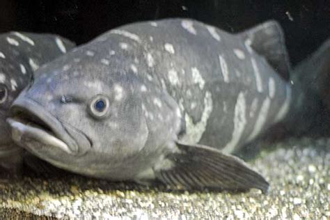アブラボウズ専門 釣絶魚ゲノム