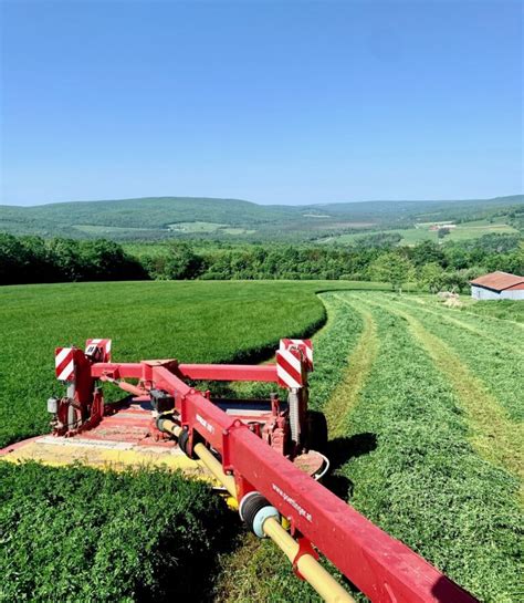 Forage Seeds For Sustainable Farming Quality Seeds