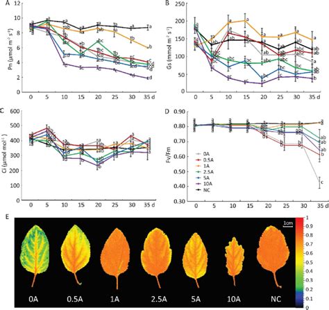 Effects Of Tor Inhibition On The Photosynthetic Capacity Of M Download Scientific Diagram