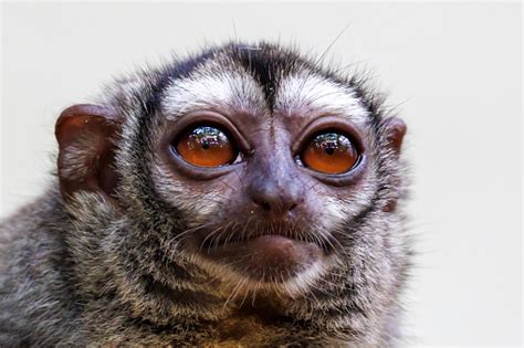 세 줄무늬 밤 원숭이 북부 밤 원숭이 또는 북부 올빼미 원숭이라고도 함 0명에 대한 스톡 사진 및 기타 이미지 Istock